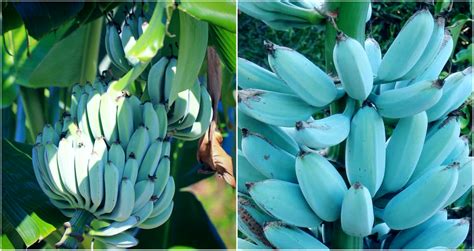 Rare Blue Bananas Exist But They Dont Taste Like Normal Bananas
