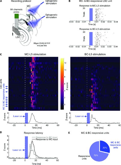 Mc And Bc Functional Convergence In Lsc A Schematic Of The Download Scientific Diagram