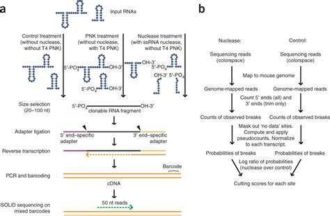 Overview Of The Fragseq Method A Preparation Of Fragseq Libraries