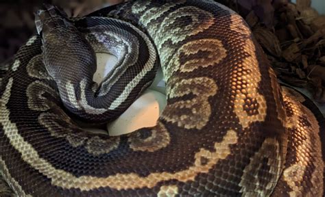 Ball Python Incubator