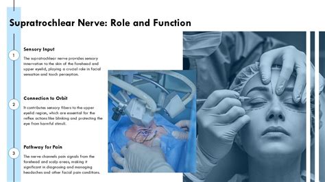 Supratrochlear Nerve Role And Function Ophthalmic Nerve Ppt Graphics Acp Ppt Example