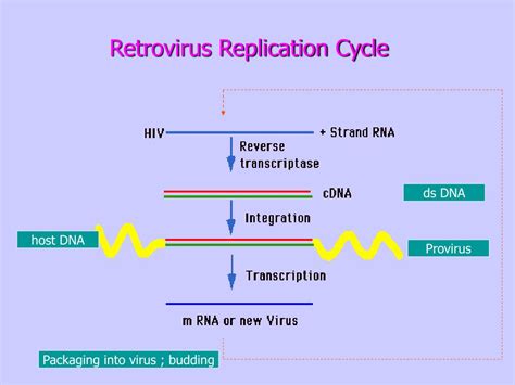Ppt Reverse Transcription Powerpoint Presentation Free Download Id
