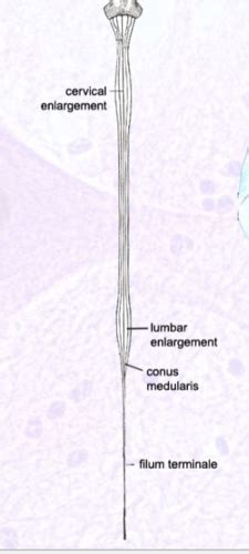 Spinal Cord And Spinal Nerves Flashcards Quizlet