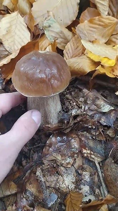 Прекрасний Осінній Грибочок Білі Гриби в Карпатах Youtube