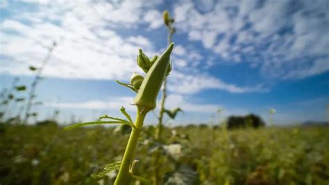 How To Plant Okra Seeds A Step By Step Growing Guide Forestry Reviews