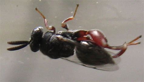 Chalcid Wasp All You Need To Know In A Nutshell Whats That Bug