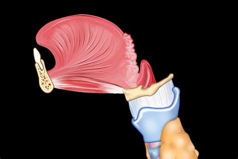 Introduction To Thyroid Imaging Mri Online Is Now Medality