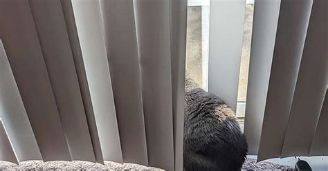 My Apartment Complex Just Banned Bird Feeders Because They Claimed They Were Nesting In The