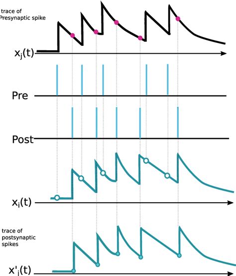 triplet stdp model using local variables the spikes of presynaptic