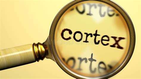 Cortex Under Magnifying Glass Thorough Analysis And Inspection Of