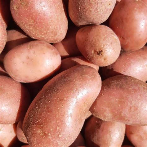Batata Rosa Softberry