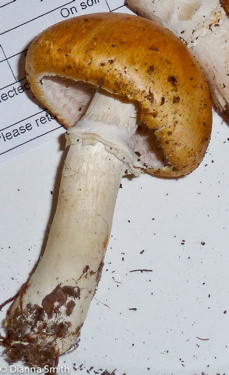 Agaricus Subrufescens