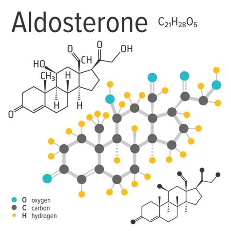 Aldosterone Illustrations Royalty Free Vector Graphics And Clip Art Istock