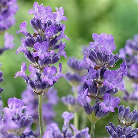 Lavender Angustifolia Purple 6 Pack English Lavender Fragrant Hardy