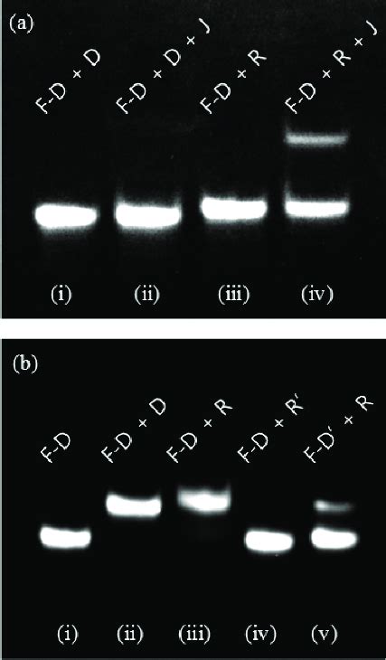 A Emsa Results For I F D Fam Terminated Ssdna D Complementary