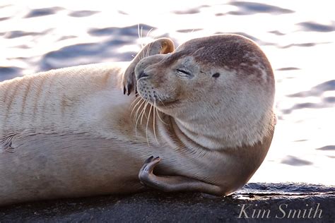 Harbor Seal Teeth Kim Smith Films