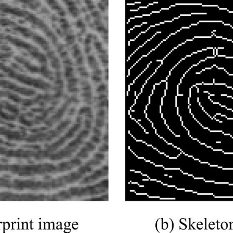 An Example Of Skeleton Image Extraction Download Scientific Diagram