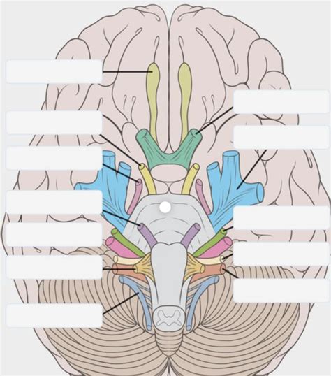 Label Cranial Nerves Diagram Quizlet
