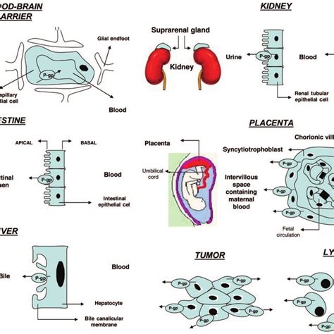 Schematic Representations Of The Main Sites Of Localization Of Download Scientific Diagram