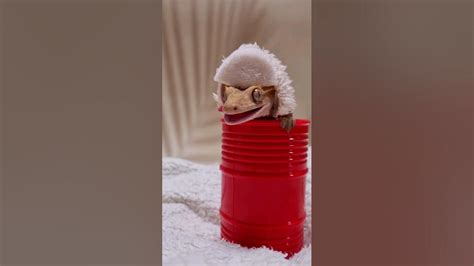 크레스티드게코 도마뱀 군밤모자 씌워주기 Youtube