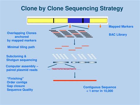 Ppt Solanum Lycopersicum Chromosome 4 Sequencing Update Powerpoint Presentation Id 5854746