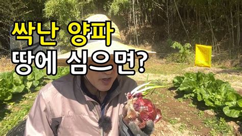 싹이 난 양파를 땅에 심으면 어떻게 될까 Youtube
