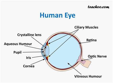Human Eye Teachoo Human Eye Diagram For Class 8 Hd Png Download