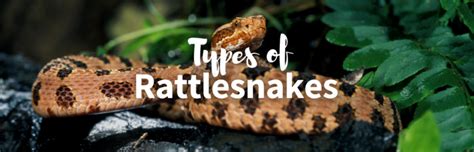Different Types Of Rattlesnakes Species Pictures And Guide