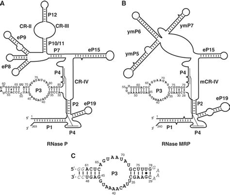 The Rna Components Of Eukaryotic Rnase P And Rnase Mrp Have Multiple Download Scientific