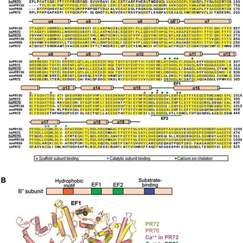 sequence and structural comparison of b″ regulatory subunits a