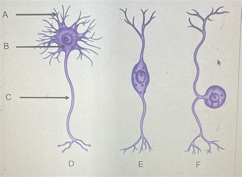 [solved] Dendrites Unipolar Neuron Bipolar Neuron Axon Cell Body
