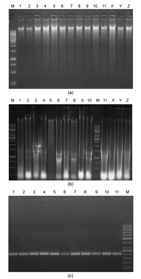 Extraction Of Dna Suitable For Pcr Applications From Mature Leaves Of Manera Indica L Pmc