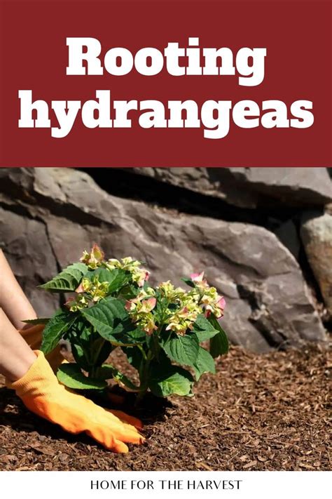 Rooting Hydrangeas In 2025 Growing Hydrangeas Rooting Hydrangea Cuttings When To Plant