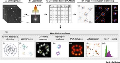 quantitative single molecule localization microscopy r smlm