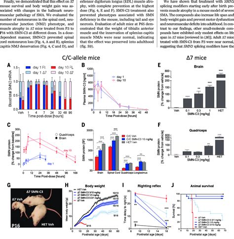 Smn Splicing Modifiers Increase Smn Protein Expression And Provide Download Scientific Diagram