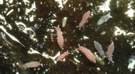 How To Control Springtail Bugs In Your Yard
