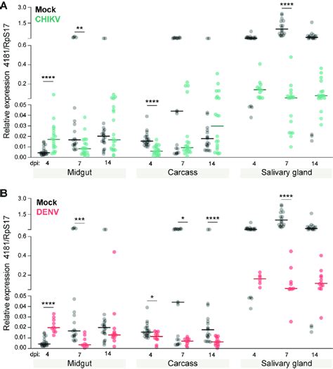 Tissue Specific Expression Of Aael004181 Across Time In A Chikv And