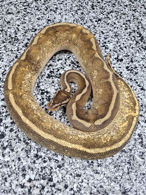Enchi Ball Python Traits Morphpedia