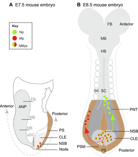 Neuromesodermal Progenitors And The Making Of The Spinal Cord