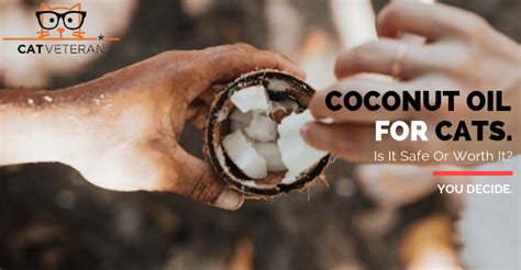 Coconut Oil For Cats Potential Benefits Is It Safe Good Or Bad