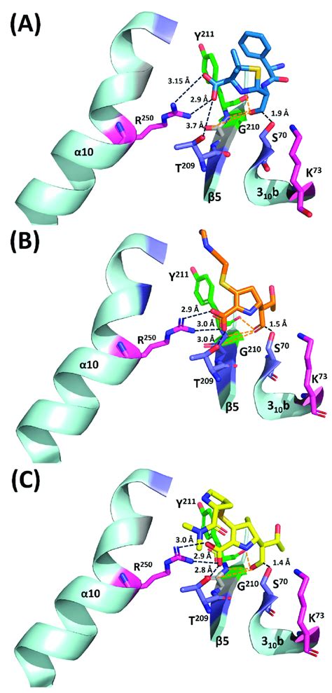 Interactions Between Ampicillin Imipenem Meropenem And The Active Download Scientific Diagram