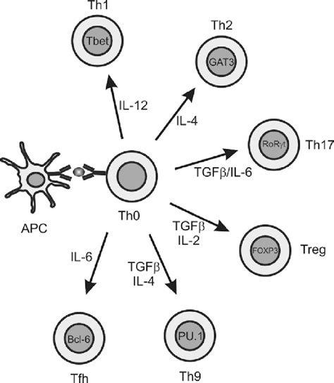 3 T Helper Cell Differentiation T Helper Cell Differentiation Is