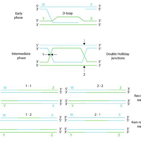 Crispr Cas9 Based Bacterial Recombineering Site Directed Mutagenesis