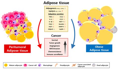 Alteration Of Gene Expression During Adipocyte Differentiation