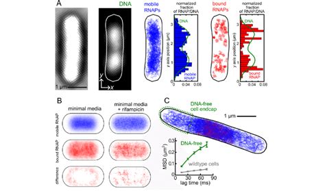 spatial organization of transcription and non specific dna