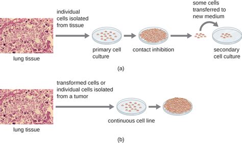 63 Isolation Culture And Identification Of Viruses Microbiology 201