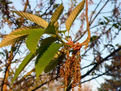 Quercus Variabilis Trees And Shrubs Online Quercus Variabilis Trees And Shrubs Online