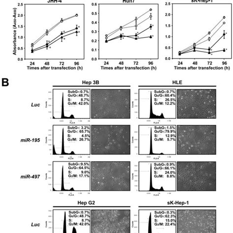 A Growth Curves Of Hcc Cell Lines After Tansfection Of 5nm Of