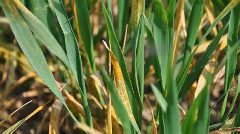 Early Control Needed For Rust In Wheat Farm Contractor Large Scale Farmer
