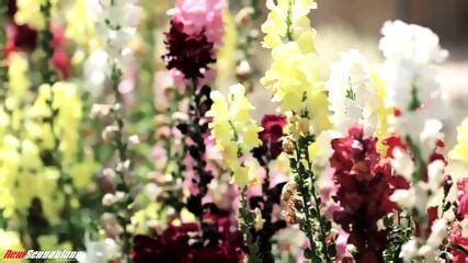 Horny Wife Charly Summer Bangs In The New Year